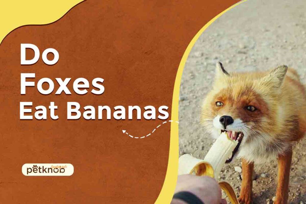 How Do Foxes Kill Rabbits (Understand Hunt & Predatory)