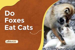 Do Foxes Eat Fish? (Benefits + How to Catch) 2023