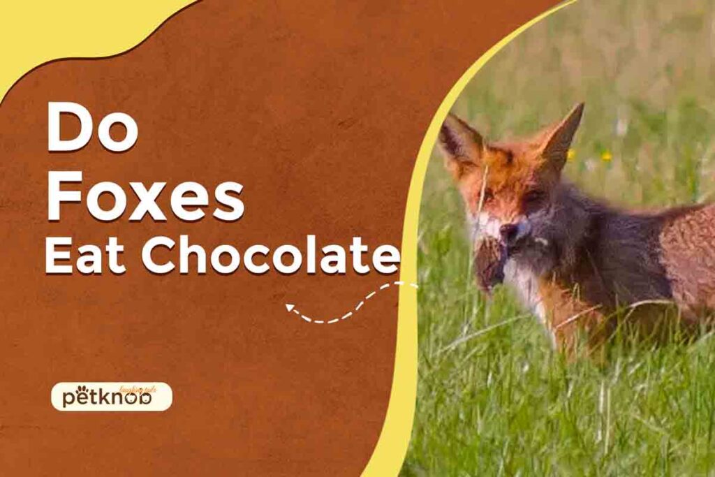 Fox Eye Color: Understanding the Genetics Behind Their Colors