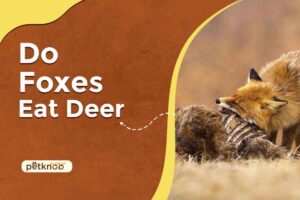 Do Foxes Eat Tomatoes? (Benefits & Risks in 2023)