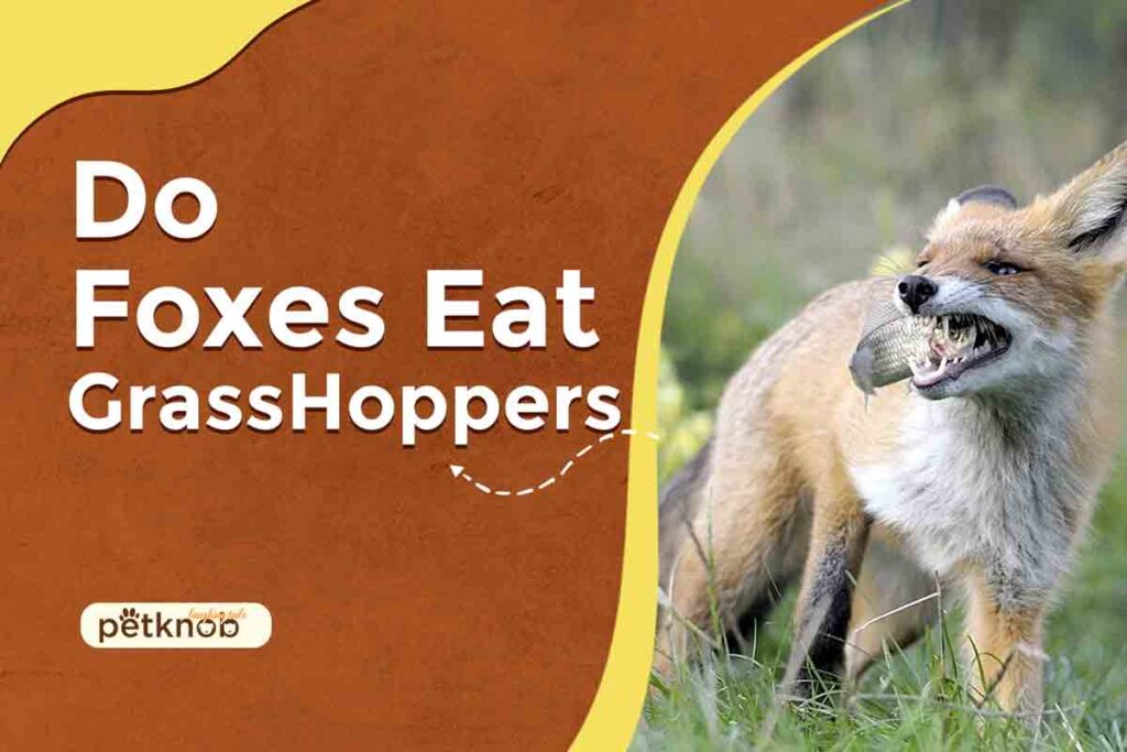 How Do Foxes Kill Rabbits (Understand Hunt & Predatory)