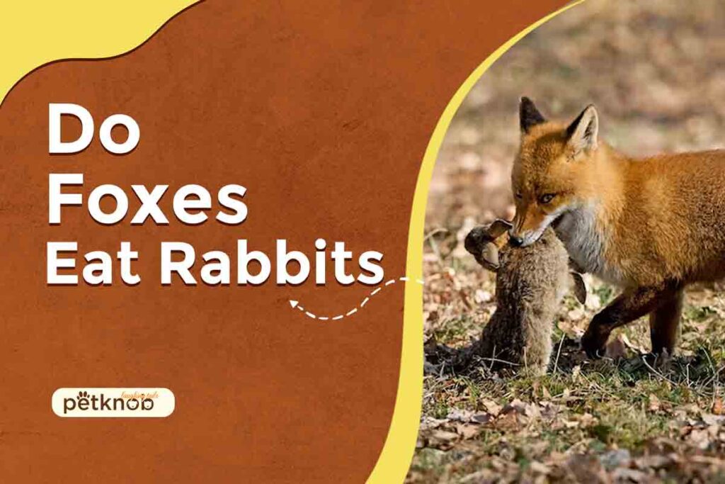 Do Foxes Eat Rabbits? (Bite Heads Off or Eat Whole) 2023