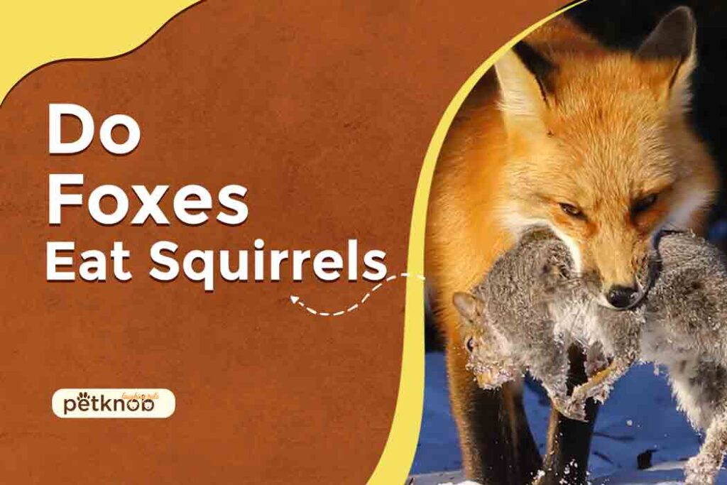 How Do Foxes Kill Rabbits (Understand Hunt & Predatory)