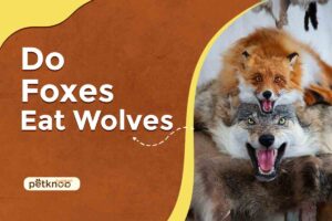 Do Foxes Eat Tomatoes? (Benefits & Risks in 2023)