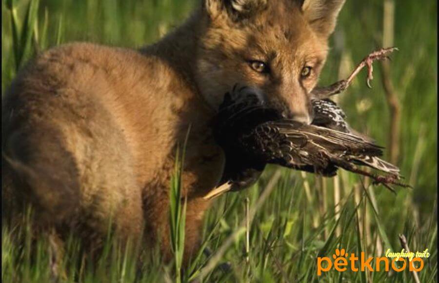 Do Foxes Eat Sparrows? (Role + How to Catch) 2023