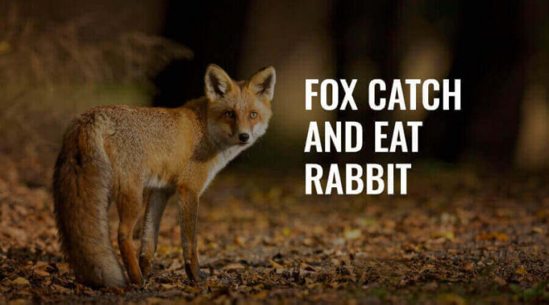 How Do Foxes Kill Rabbits (Understand Hunt & Predatory)
