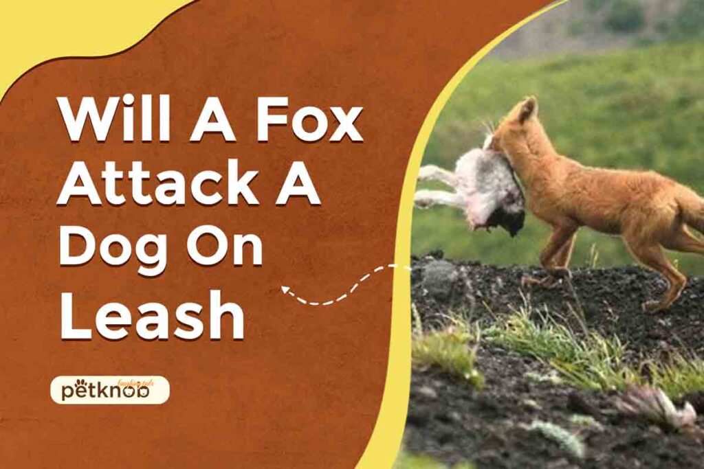 Why Do Foxes Kill Chickens and Leave Them? (Prevention)