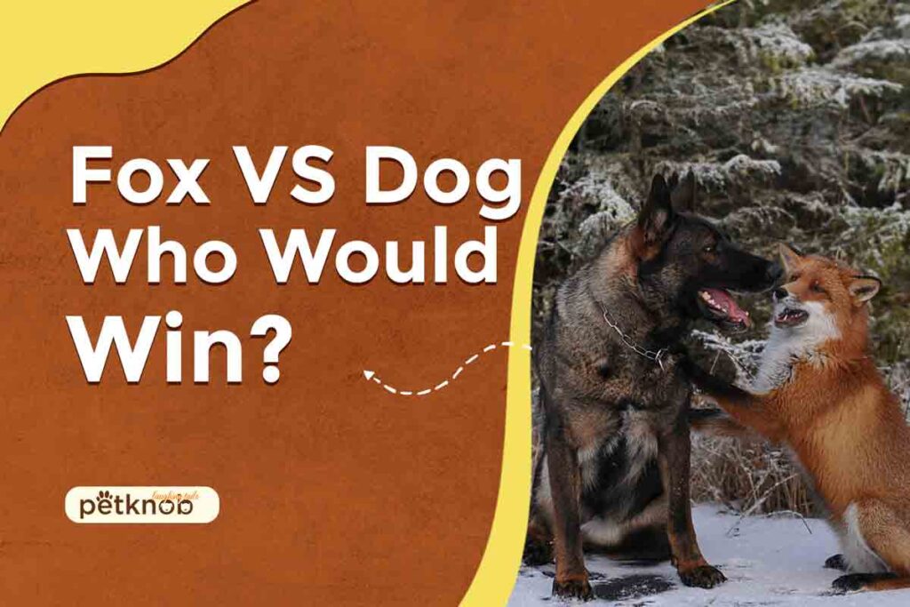 Do Foxes Eat Mice & Rats? (Pros + How to Hunt) 2023