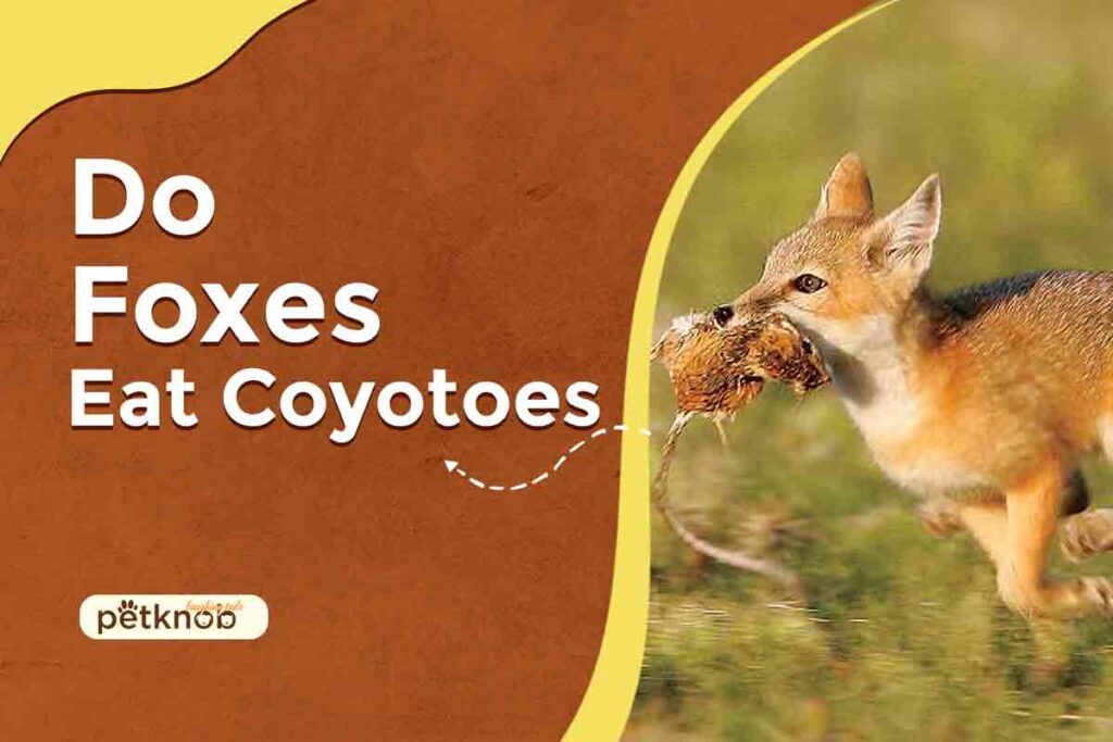 Do Foxes Eat Rabbits? (Bite Heads Off or Eat Whole) 2023