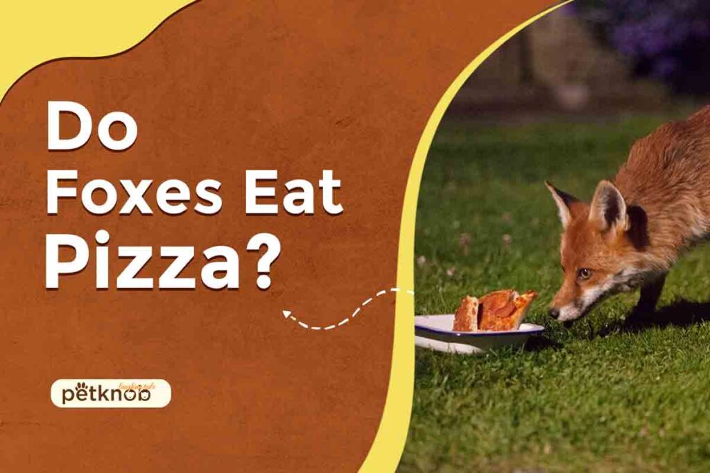 How Do Foxes Kill Rabbits (Understand Hunt & Predatory)