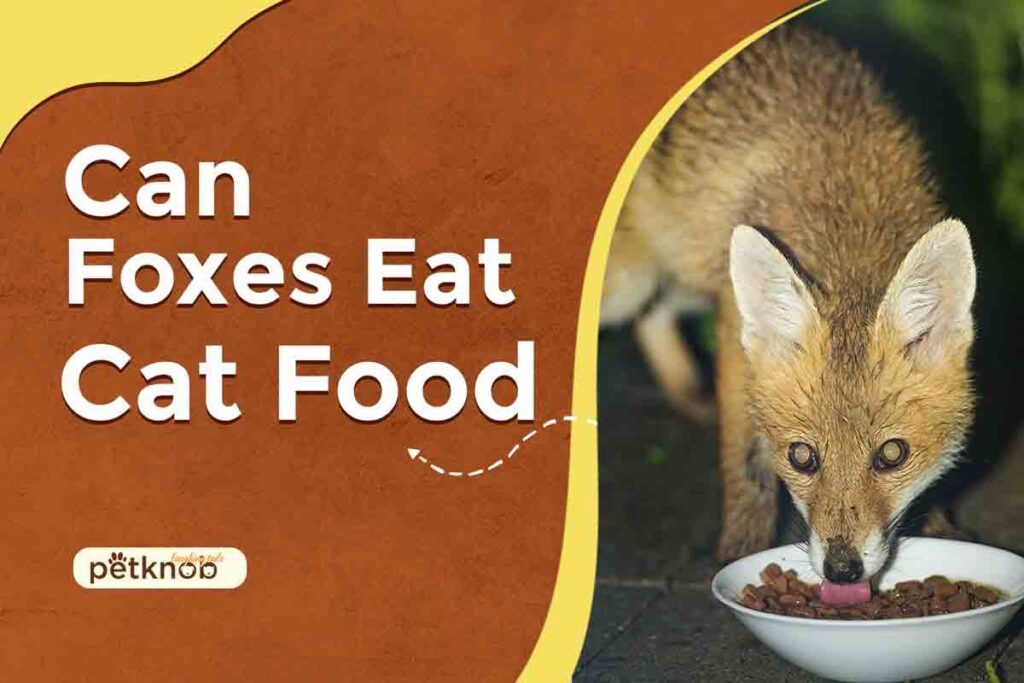 How Do Foxes Kill Rabbits (Understand Hunt & Predatory)