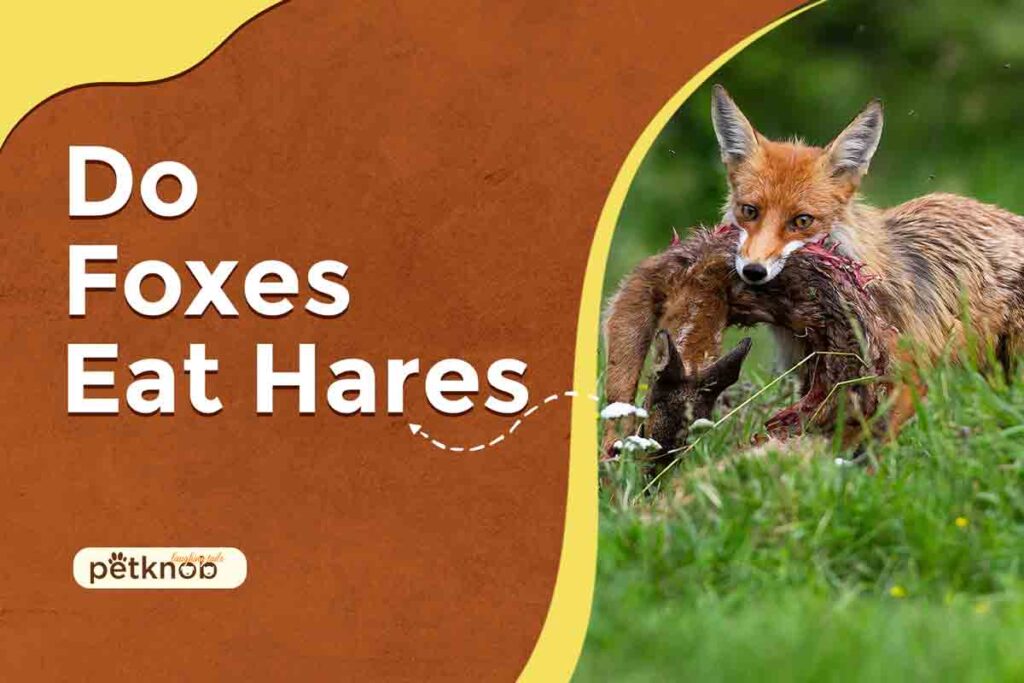 Do Foxes Eat Squirrels? (Benefits + Quantity) 2023 Facts