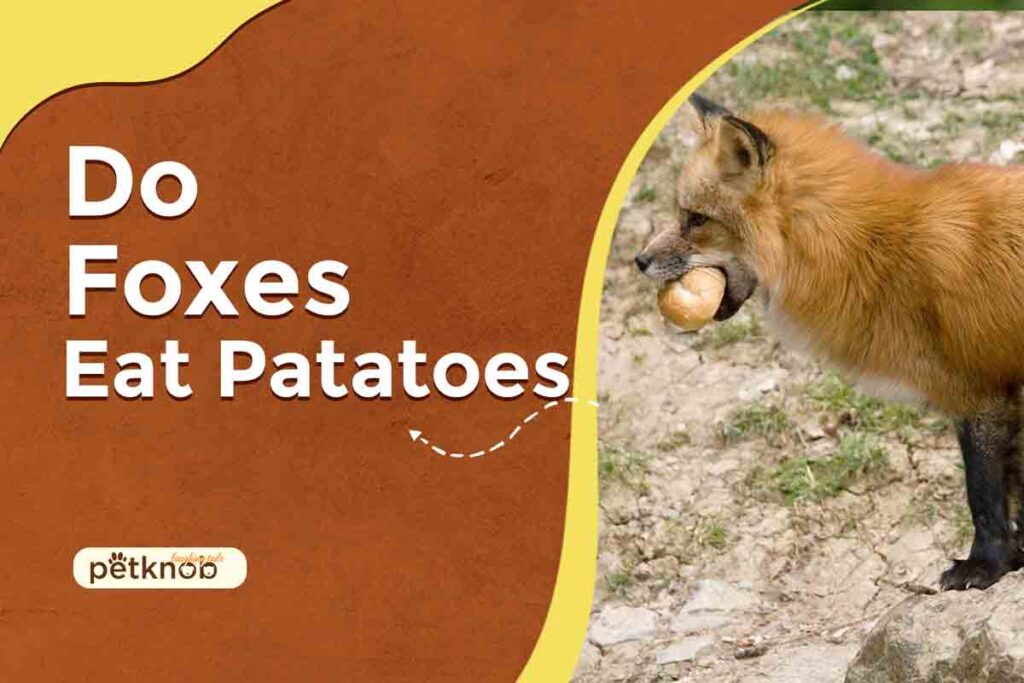 How Do Foxes Kill Rabbits (Understand Hunt & Predatory)