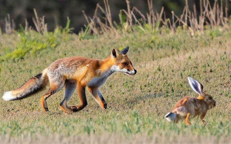 Do Foxes Eat Hares? (2023 Facts About Relationship)