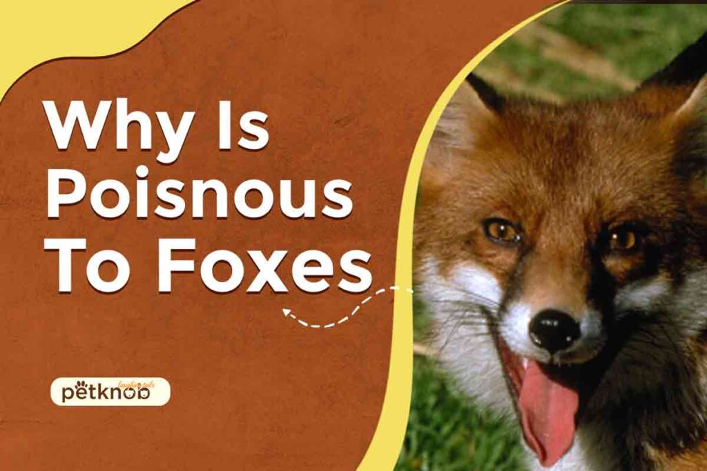 Why Do Foxes Suddenly Disappear? (Reasons in 2023)