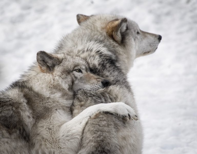 How Do Wolves Mate? The Mysterious World Of Wolf Mating
