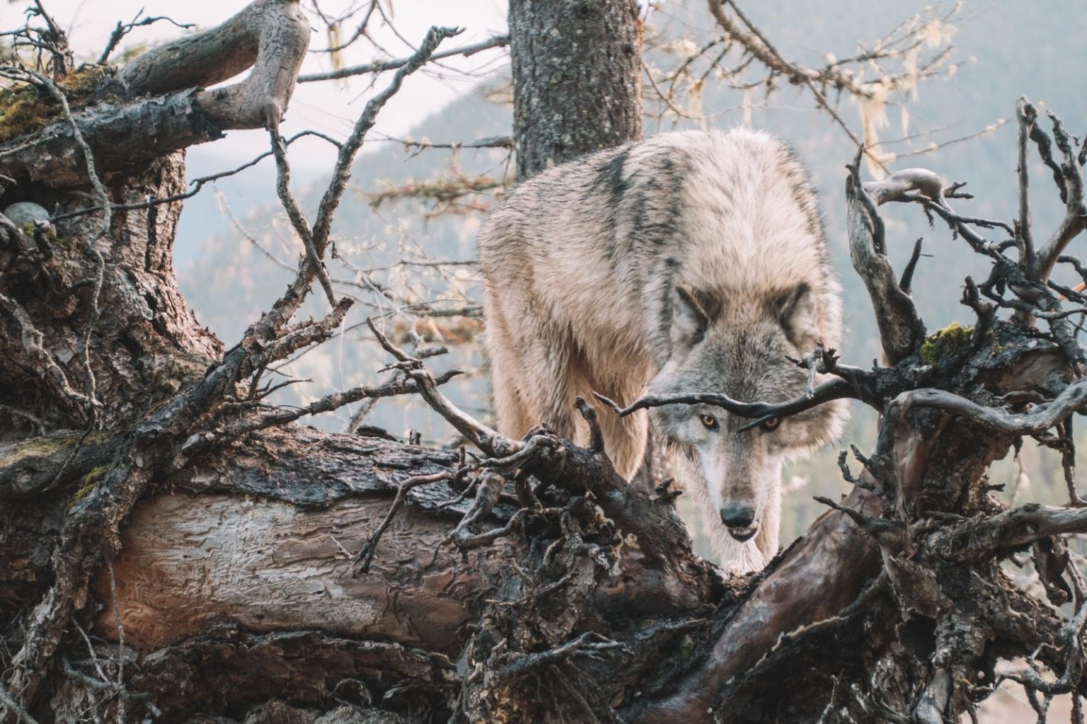 What Is a Baby Wolf Called?