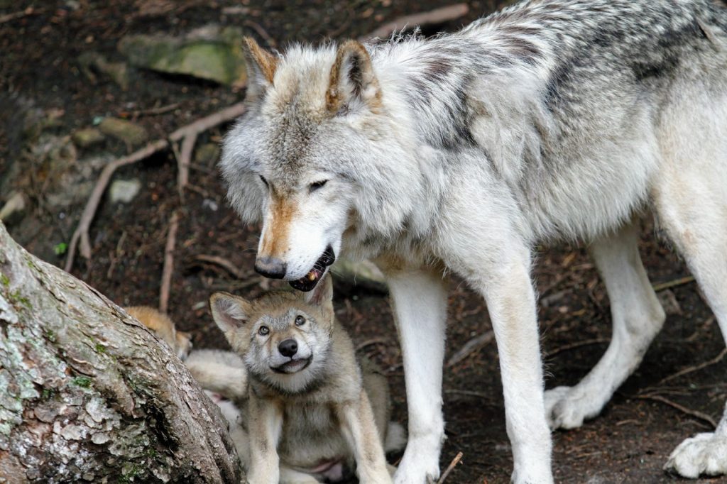 How Do Wolves Mate? The Mysterious World Of Wolf Mating
