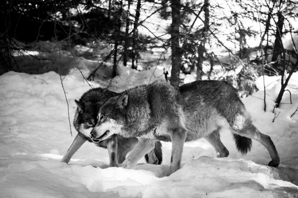 How Do Wolves Mate? The Mysterious World Of Wolf Mating