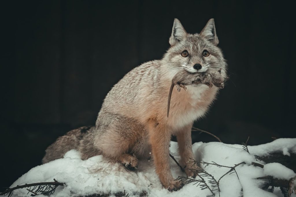 How Long Do Foxes Live? Decoding Life Expectancy