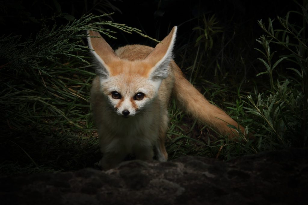 Fox Eye Color: Understanding the Genetics Behind Their Colors