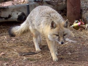 Fox Eye Color: Understanding the Genetics Behind Their Colors