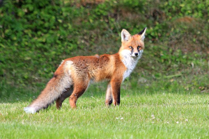 Fox Size Variations: 7 Different Species Compared