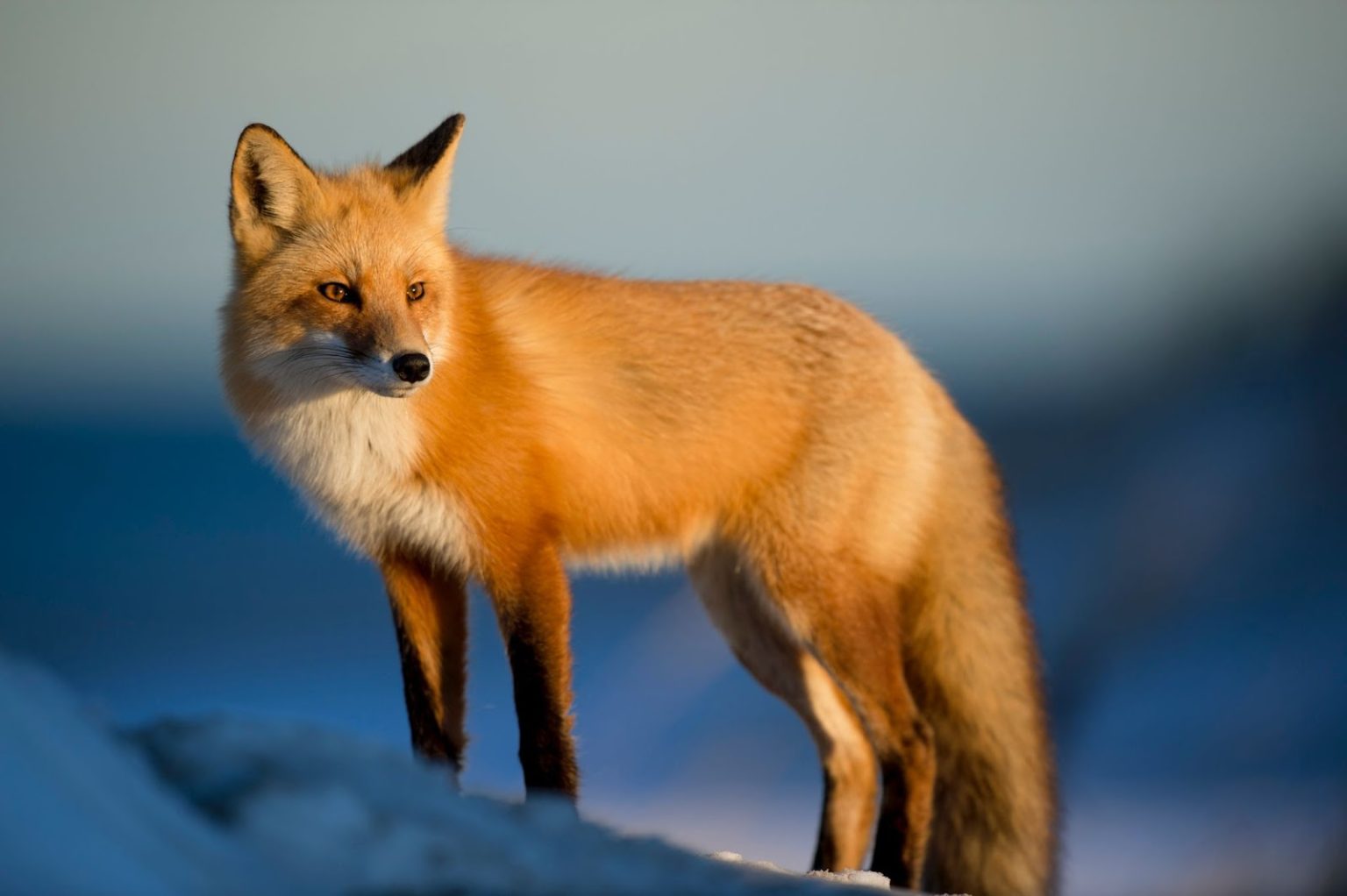 Do Foxes Hibernate? (Myths and Facts Behind It)