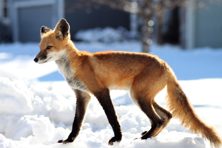 5 Different Types of Coyotes and Their Subspecies