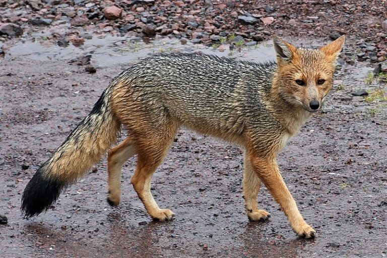 20 Types of Foxes With Pics and Facts