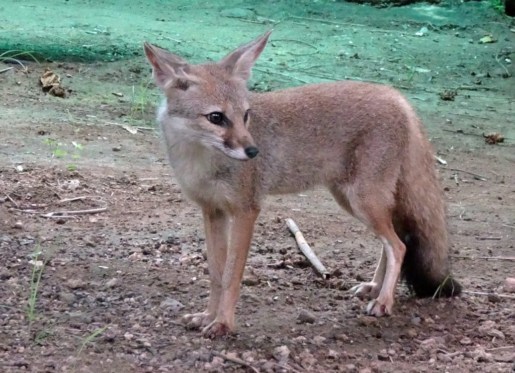 20 Types of Foxes With Pics and Facts