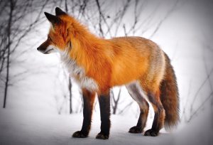 Common Fox Colors and Factors that Influence Them