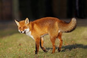 Common Fox Colors and Factors that Influence Them