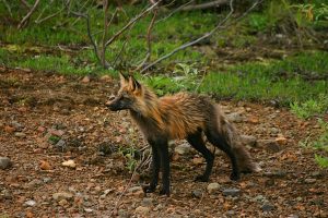 Common Fox Colors and Factors that Influence Them