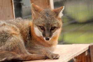 Common Fox Colors and Factors that Influence Them