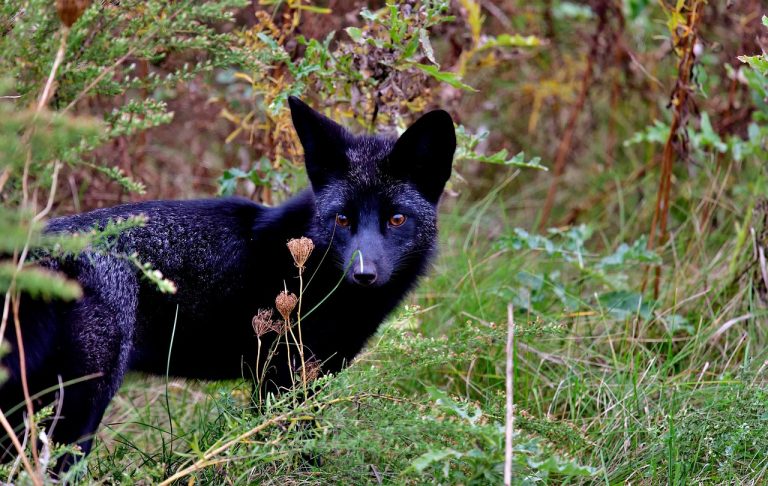 Common Fox Colors and Factors that Influence Them