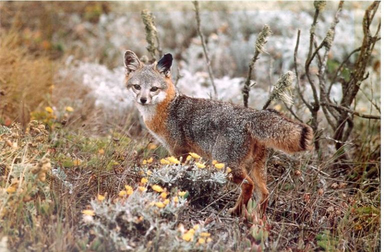 20 Types of Foxes With Pics and Facts