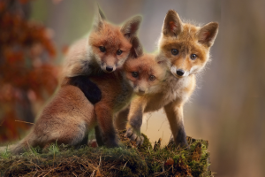 Fox Dens Exposed: A Journey Into Their Hidden Habitats